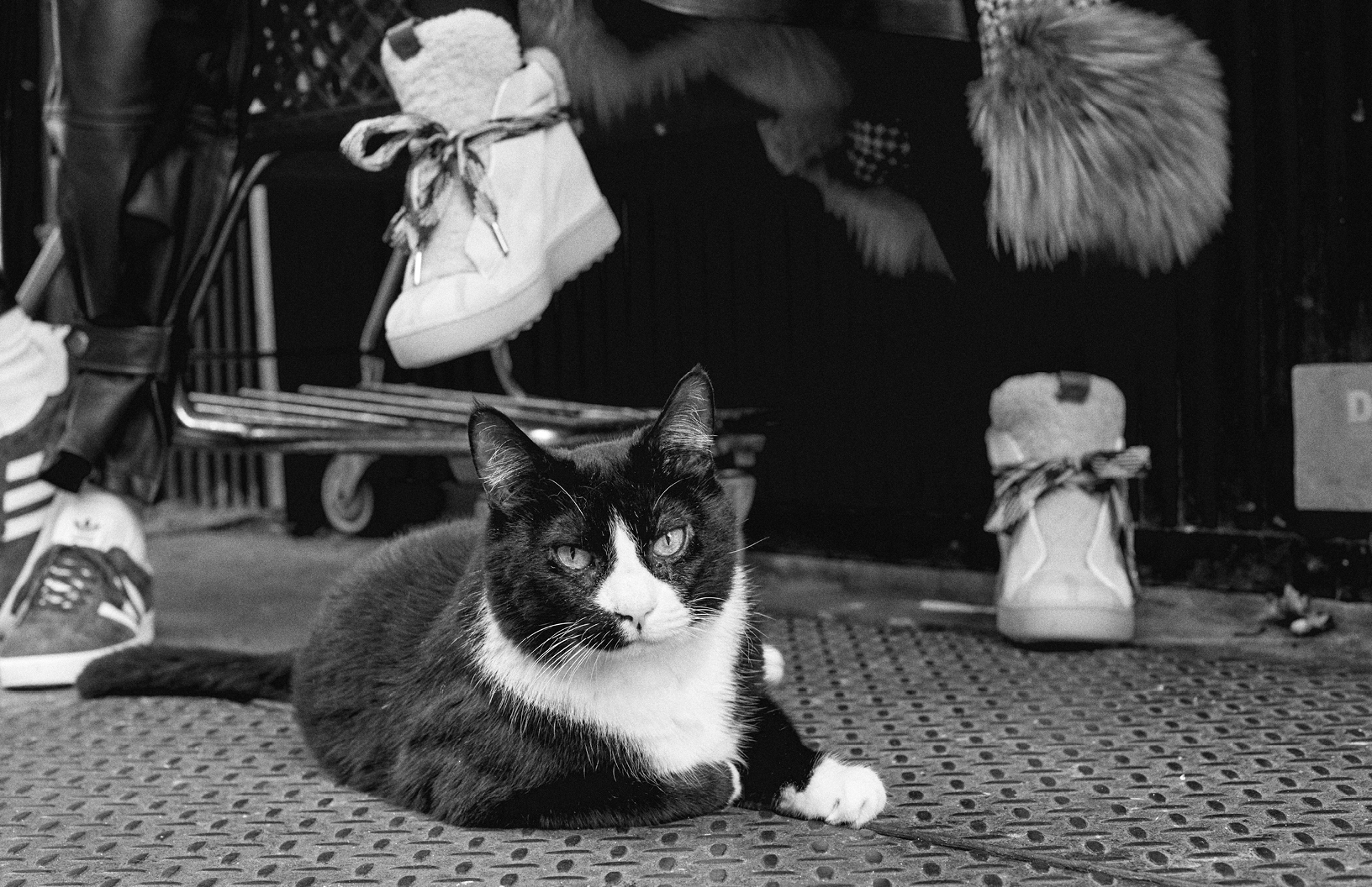 furry daze | Schön! Magazine